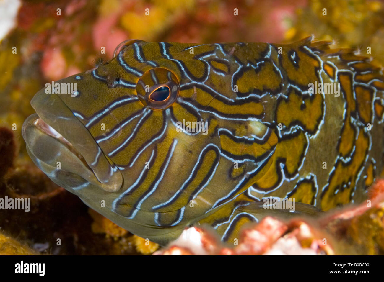 Giant hawk fish, underwater, scuba, diving, ocean, sea, marine life ...