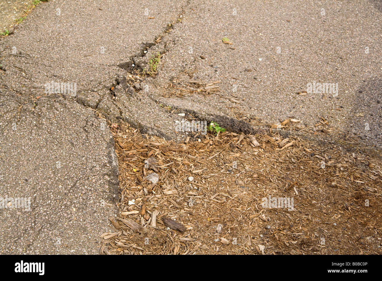 Tree roots damage pavement hi-res stock photography and images - Alamy
