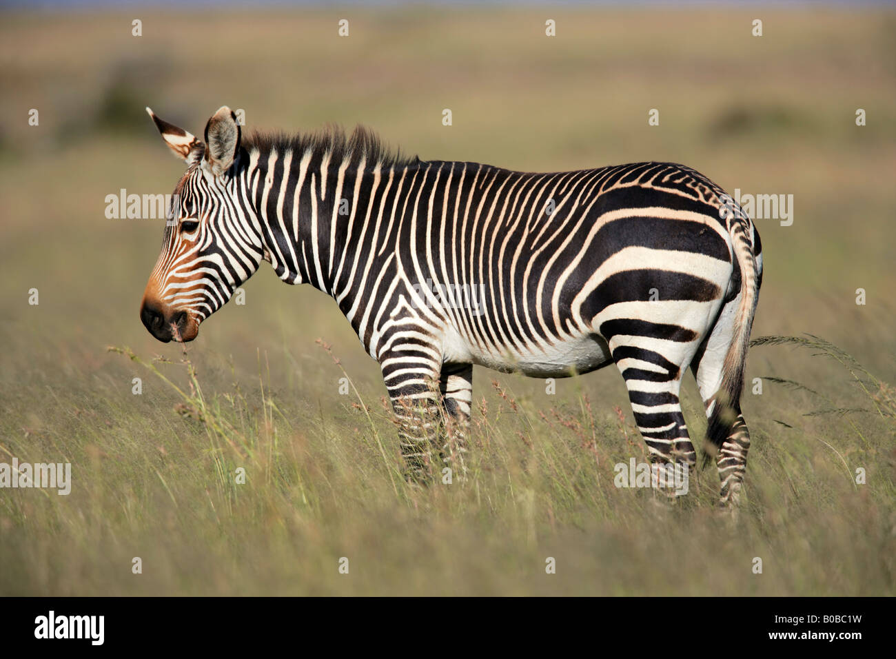 Endangered Cape Mountain Zebra (Equus zebra), Mountain Zebra National ...