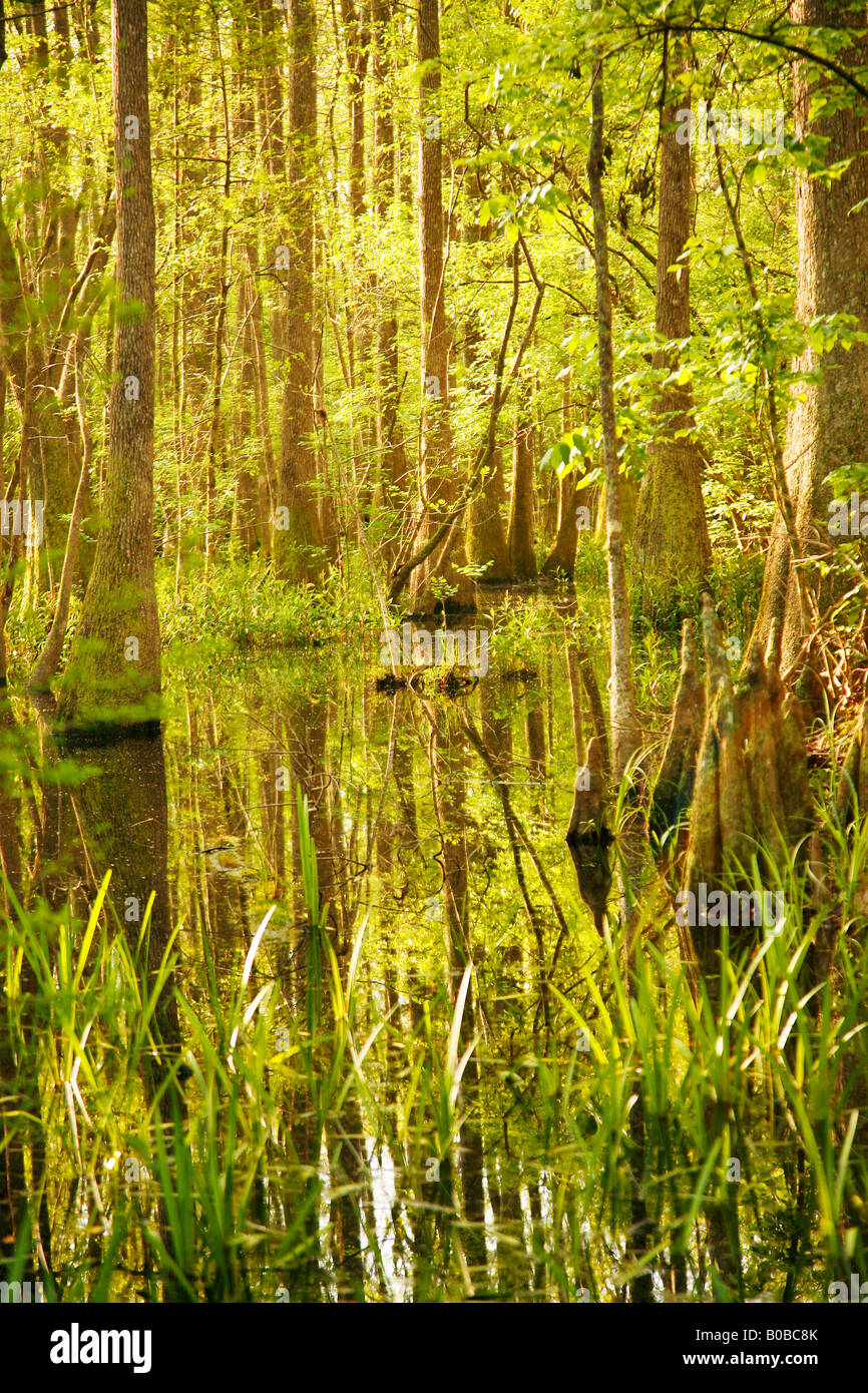 Cypress Swamp, Congaree National Park, South Carolina Stock Photo - Alamy
