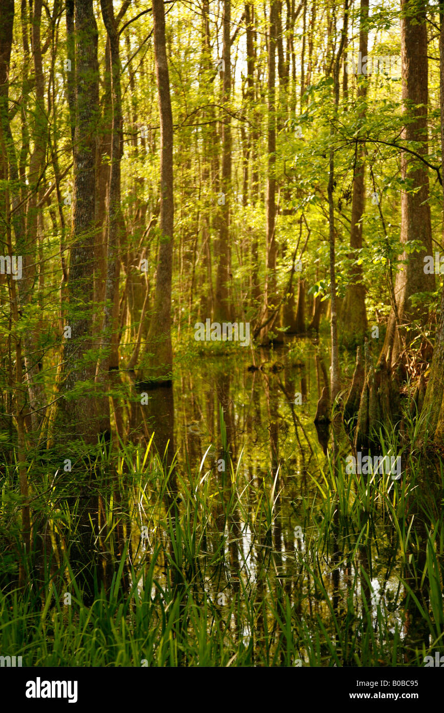 Cypress Swamp, Congaree National Park, South Carolina Stock Photo - Alamy