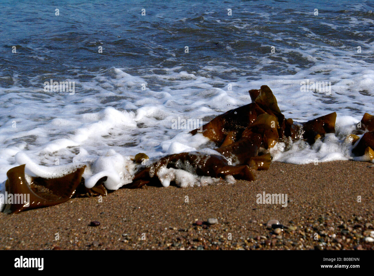 beach shoreline Perce Gaspe Quebec Stock Photo - Alamy