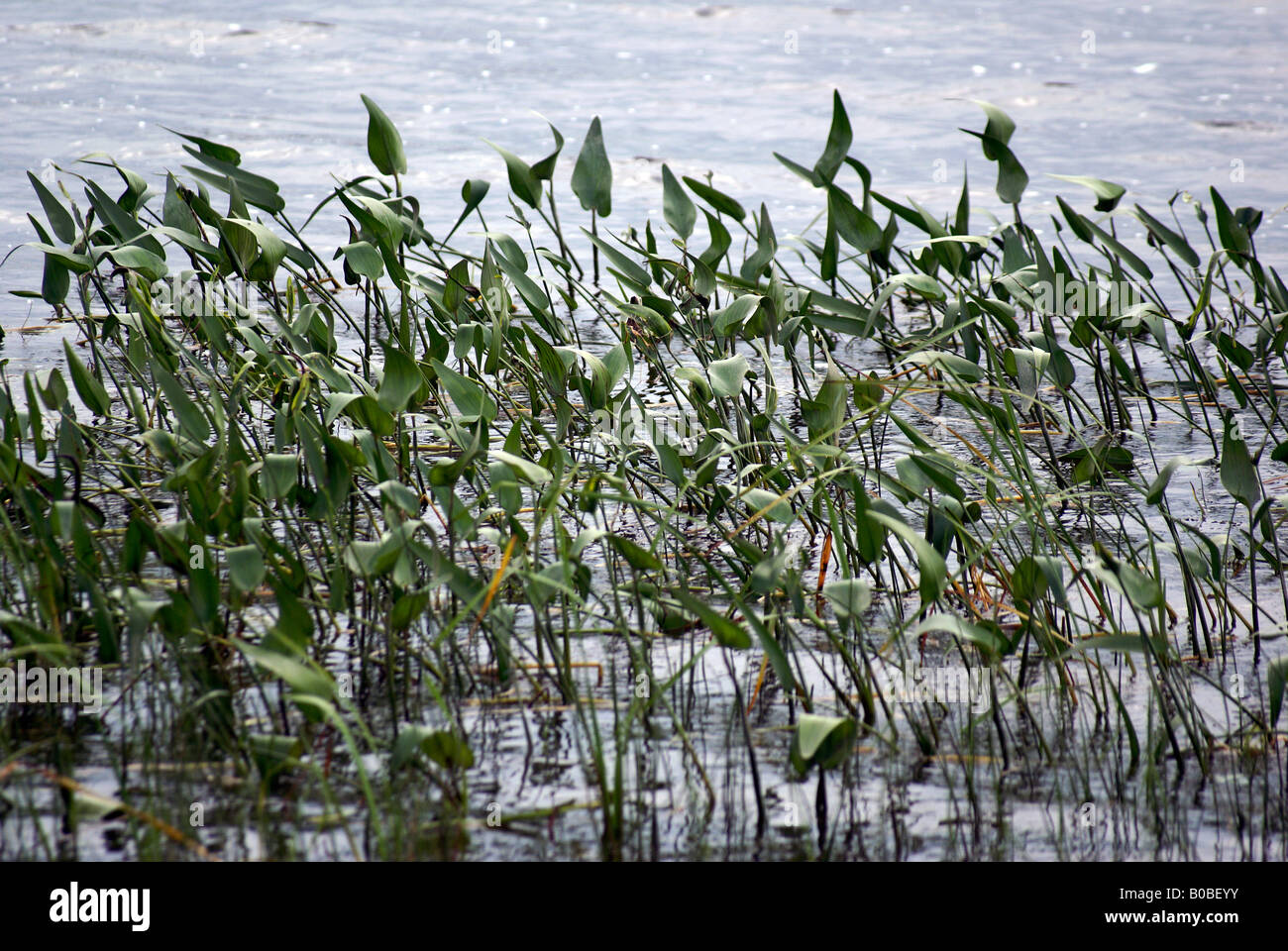 Marsh Park National de Plaisance Quebec Stock Photo - Alamy