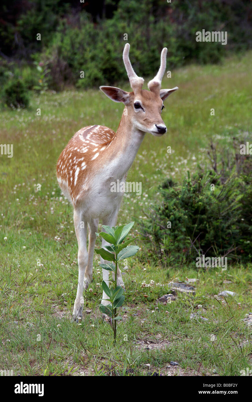 Deer Parc Omega Quebec Stock Photo - Alamy