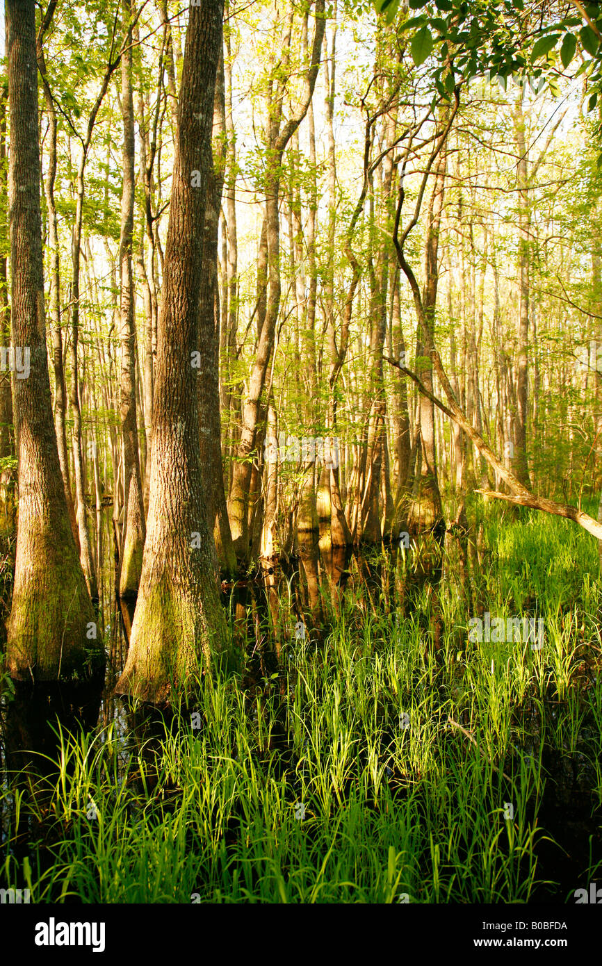 Congaree national park wildlife hi-res stock photography and images - Alamy