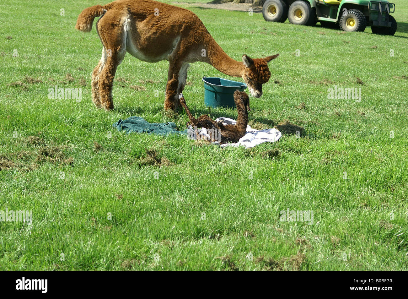 Animal birth hi-res stock photography and images - Alamy