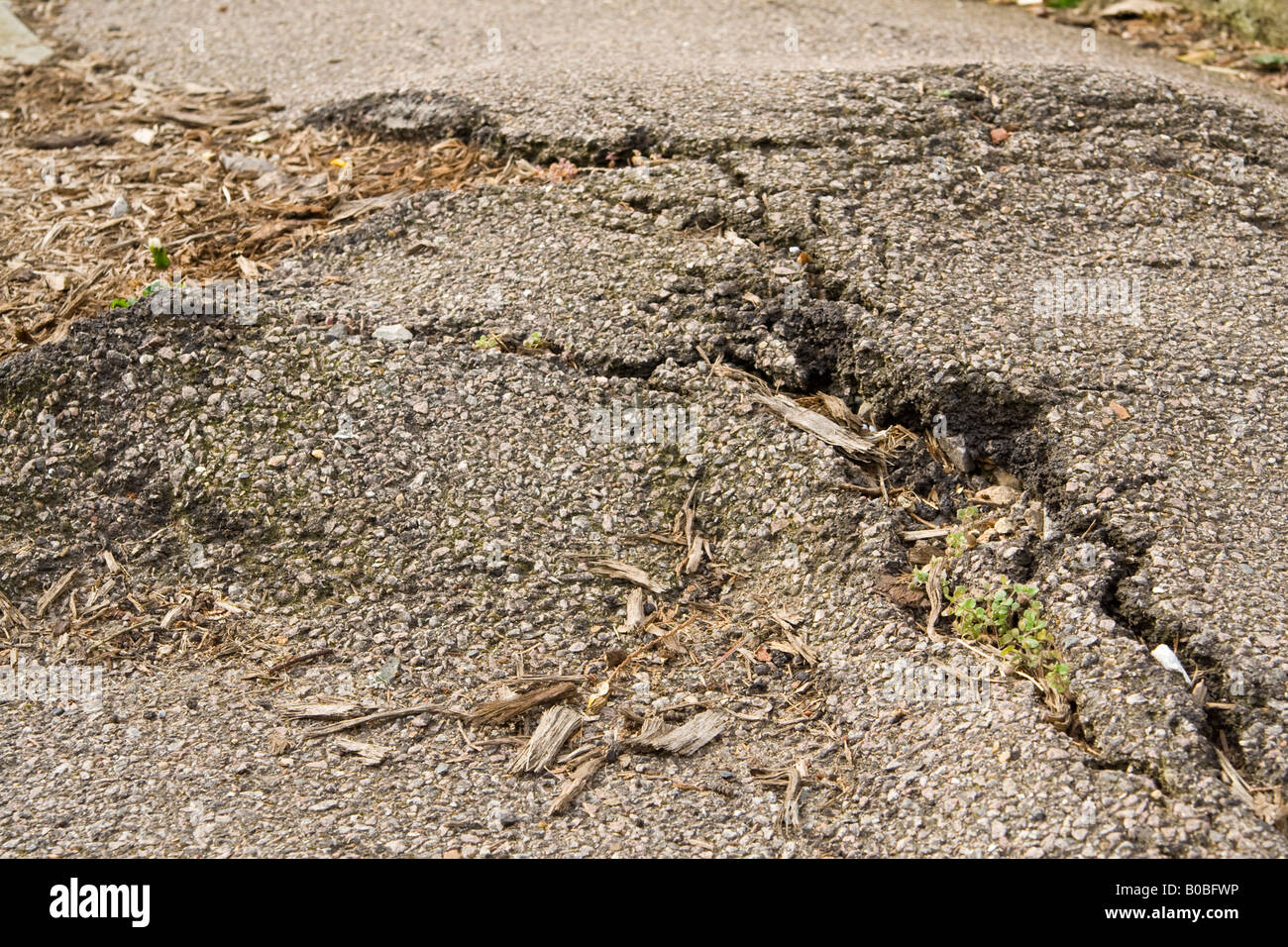 Tree damage pavement hi-res stock photography and images - Alamy