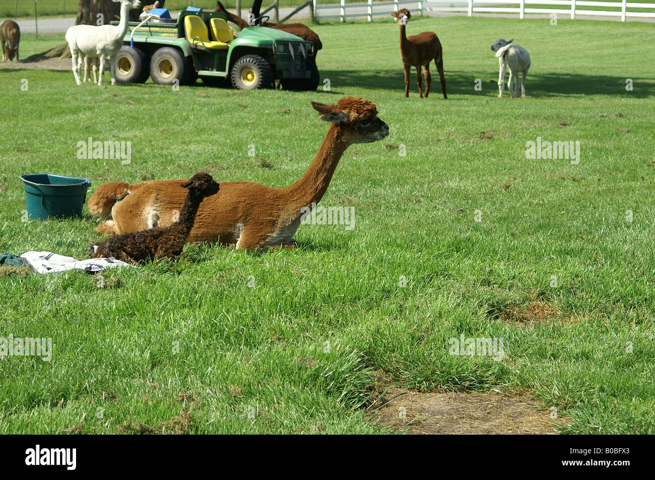 Birth of an alpaca on an Alpaca farm in Washington State Stock Photo ...