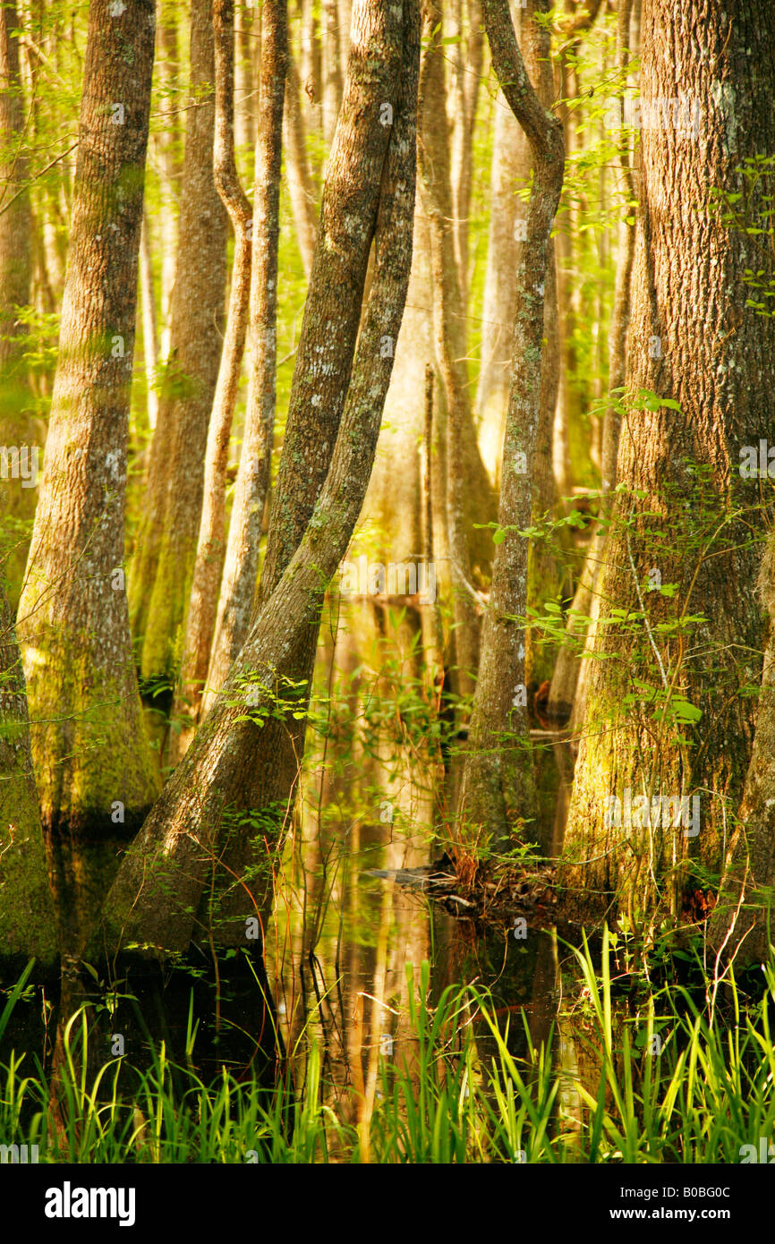 Congaree national park wildlife hi-res stock photography and images - Alamy