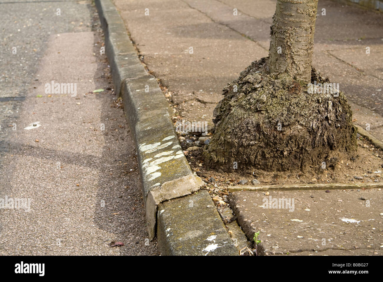 Tree roots crack hi-res stock photography and images - Alamy