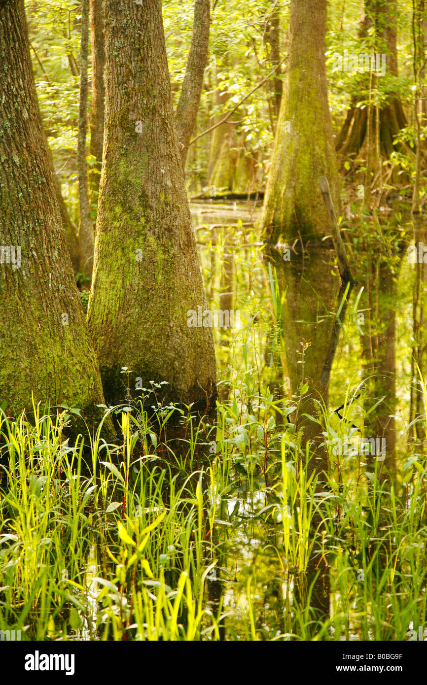 Cypress Swamp, Congaree National Park, South Carolina Stock Photo - Alamy