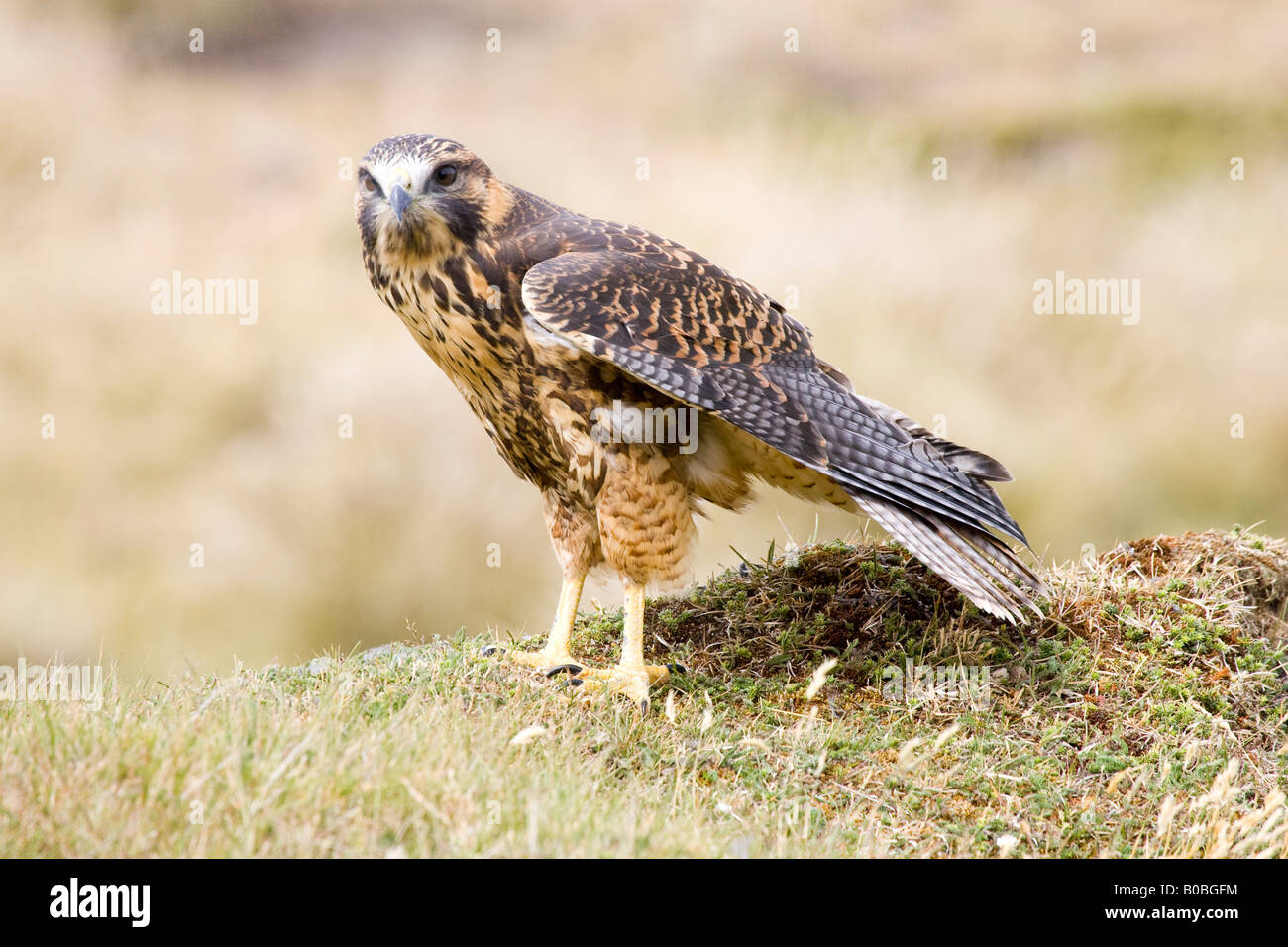 Georgia peru hi-res stock photography and images - Alamy