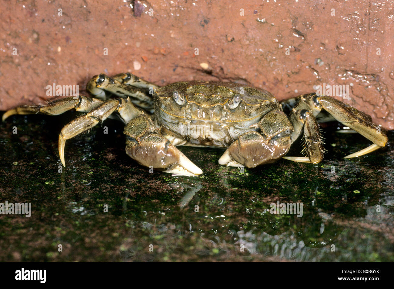 Mitten crabs hi-res stock photography and images - Alamy
