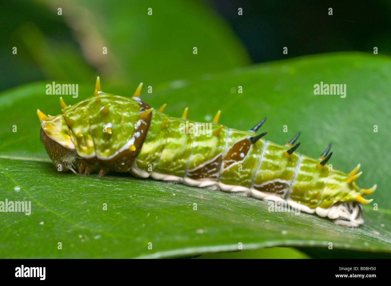 Orchard butterfly caterpillar, Papilio aegeus aegeus, at Glenbrook, New ...
