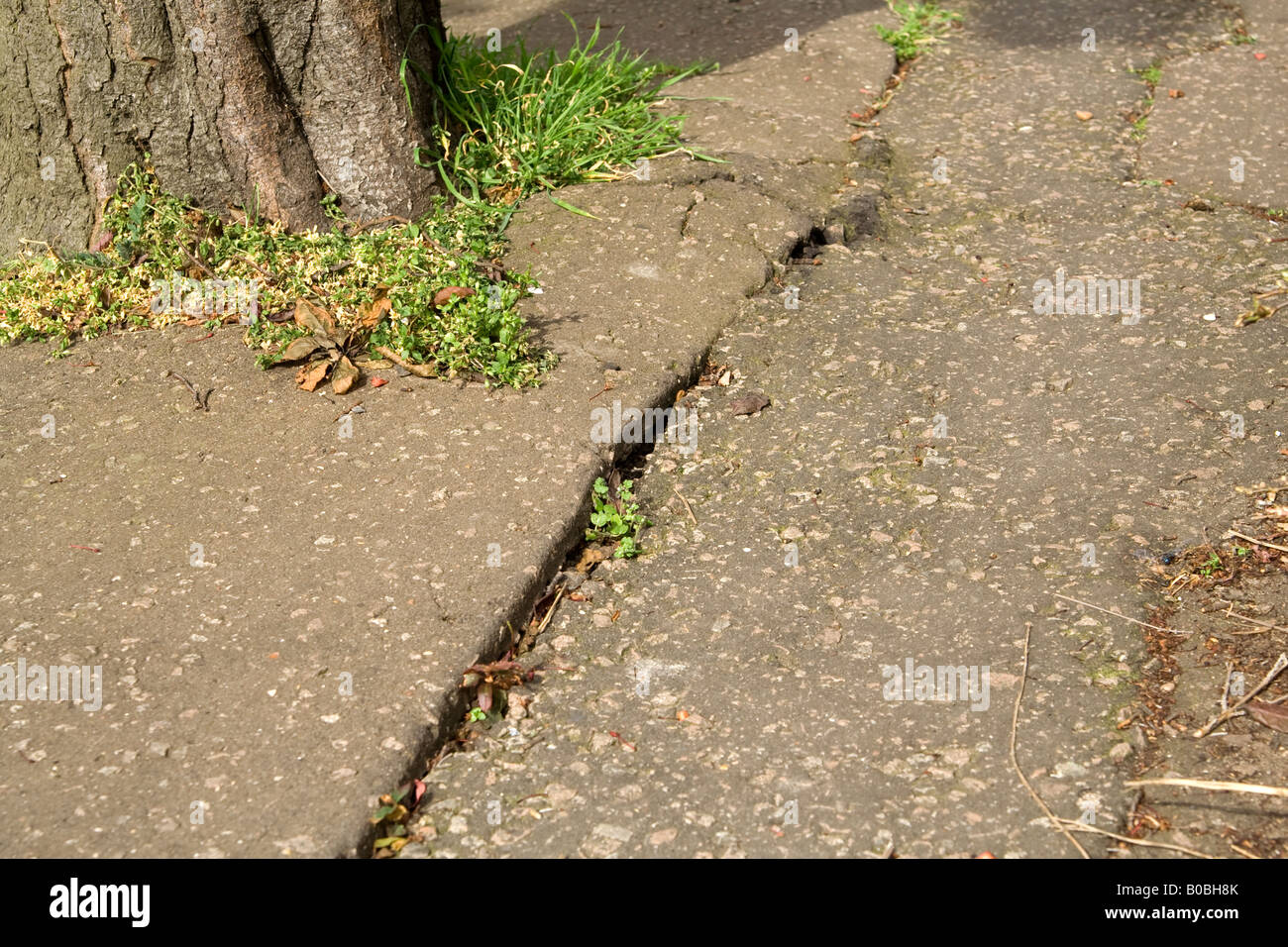 Cracks in the pavement caused by tree roots, UK Stock Photo - Alamy