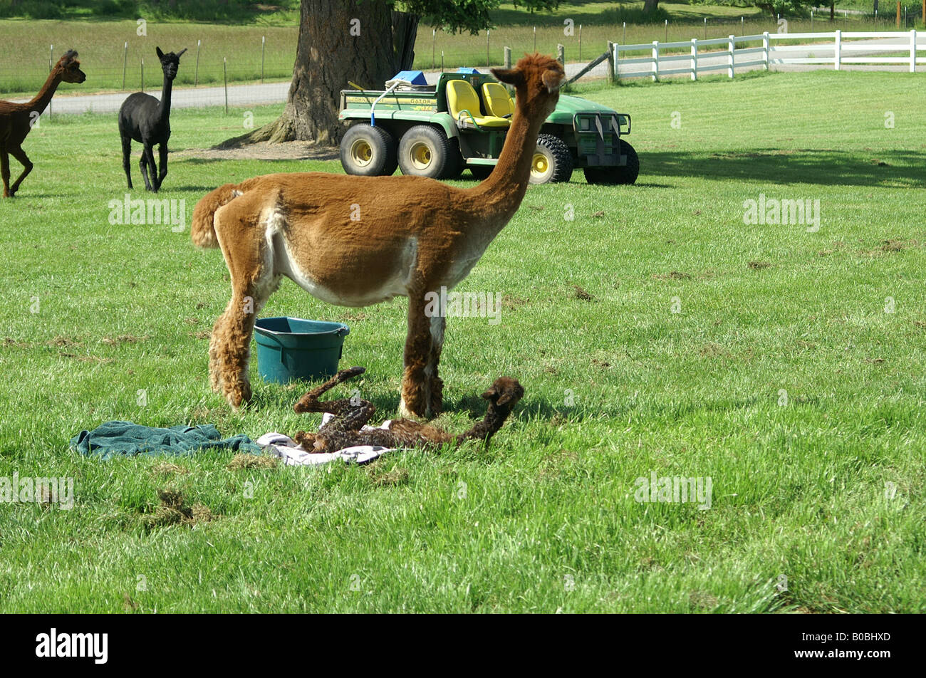 New born alpaca cria with its mother moments after birth Stock Photo ...