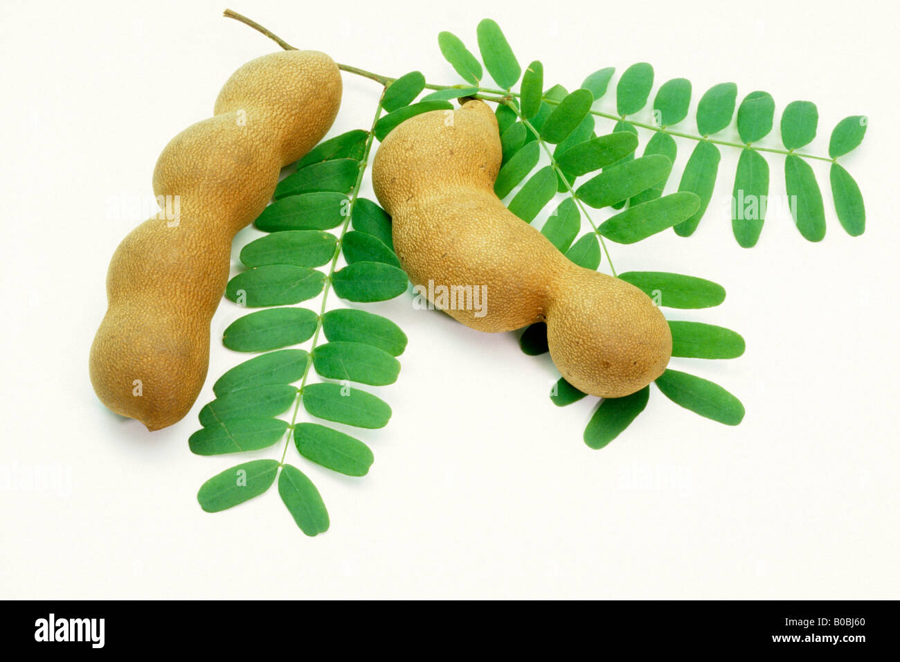 Tamarind (Tamarindus indica), twig and fruit, studio picture Stock ...