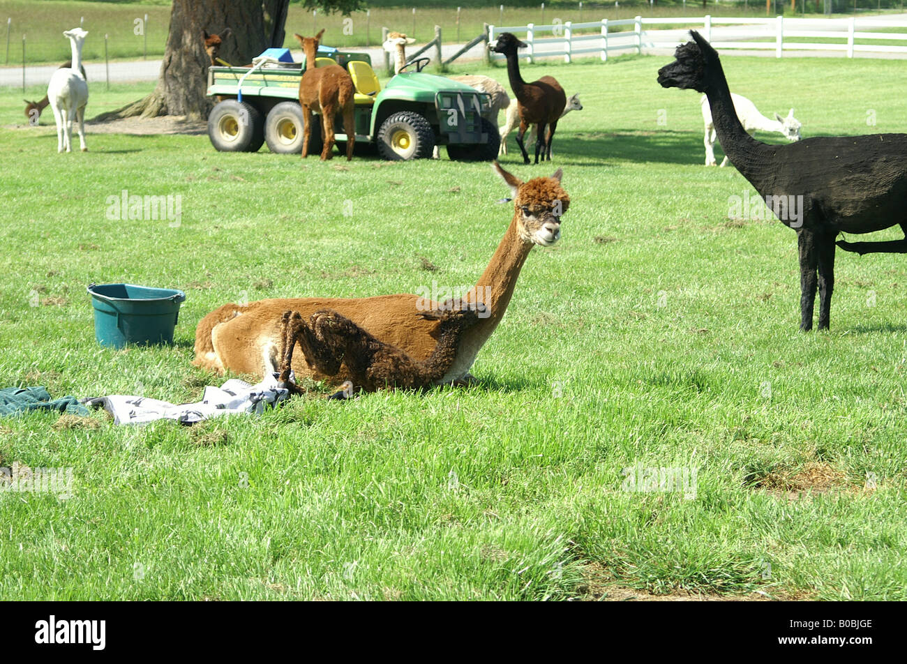 Newborn alpaca hi-res stock photography and images - Alamy