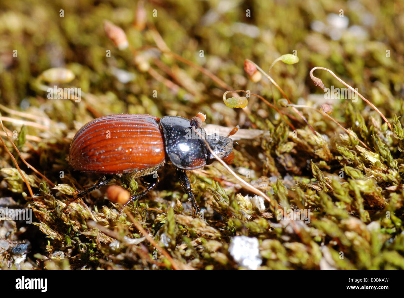 The dung beetle species Aphodius fimetarius Stock Photo - Alamy