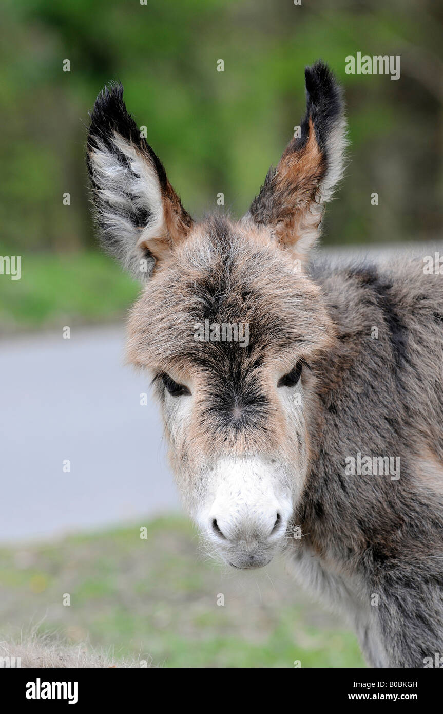Day old Donkey foal looking at camera Stock Photo - Alamy