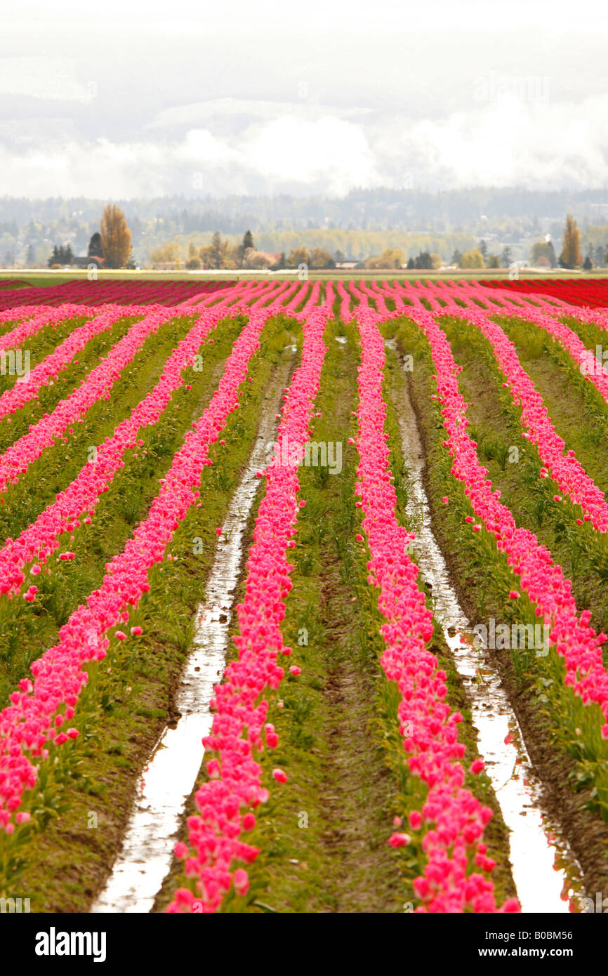 Commercial Tulip farm near La Conner during anual Tulip Festival in ...