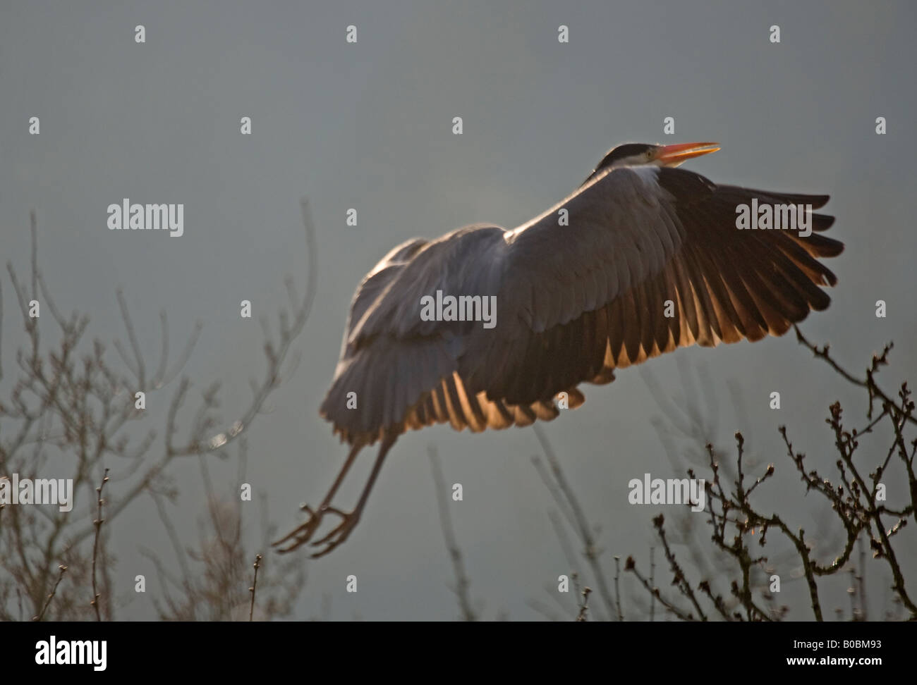Grey Heron taking off early morning light Stock Photo - Alamy