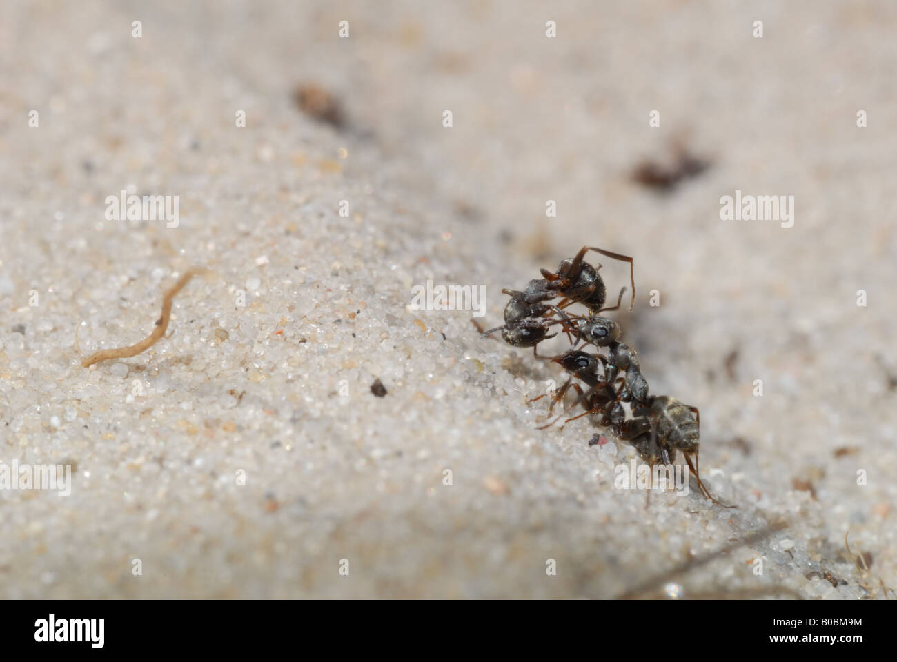 The ant species Formica cinerea Stock Photo - Alamy