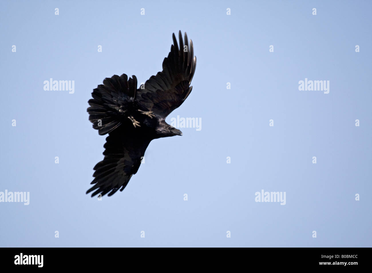 Scottish Raven High Resolution Stock Photography and Images - Alamy