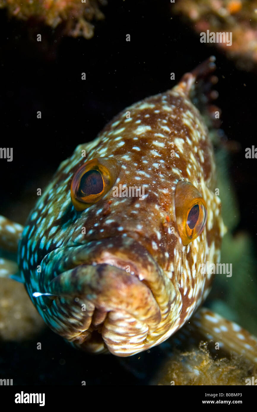 Grouper Revillagigedo islands, socorro islands, pacific ocean, scuba ...