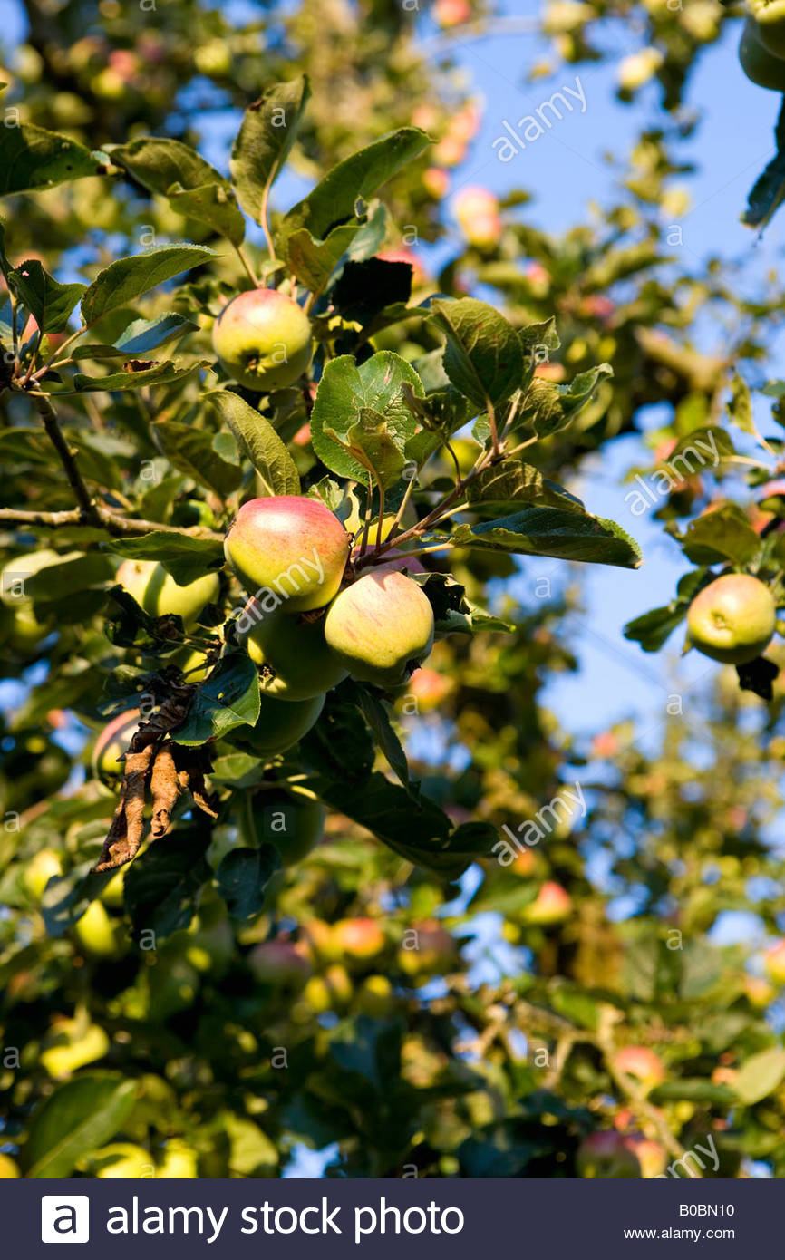 Apple Tree Stock Photos & Apple Tree Stock Images - Alamy