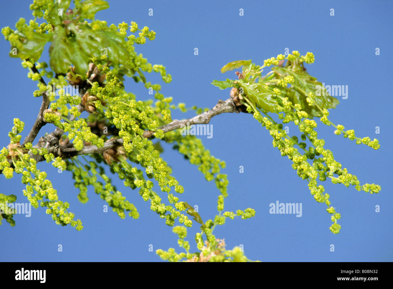 Oak tree flower hi-res stock photography and images - Alamy