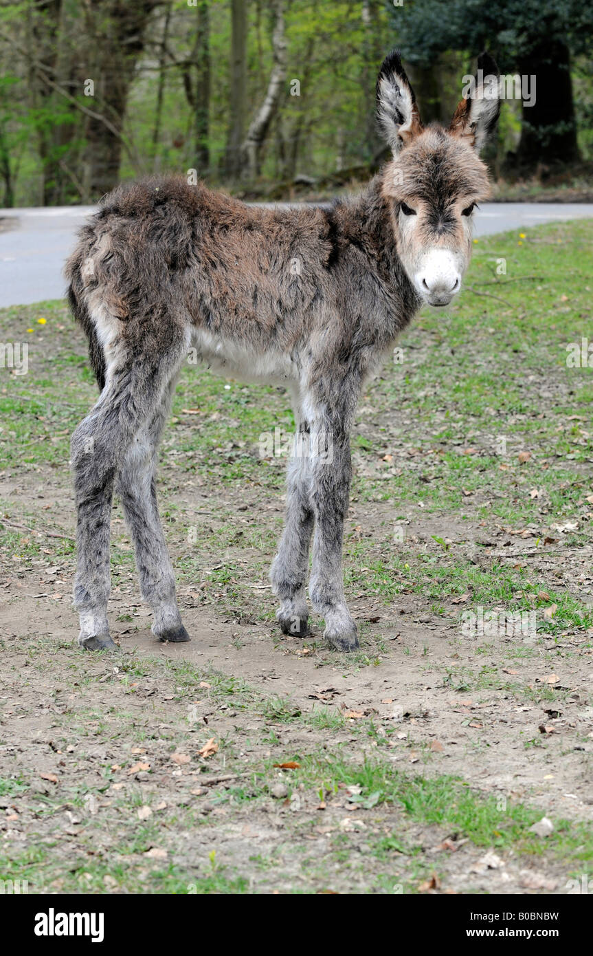 Donkey foal jenny mare hi-res stock photography and images - Alamy