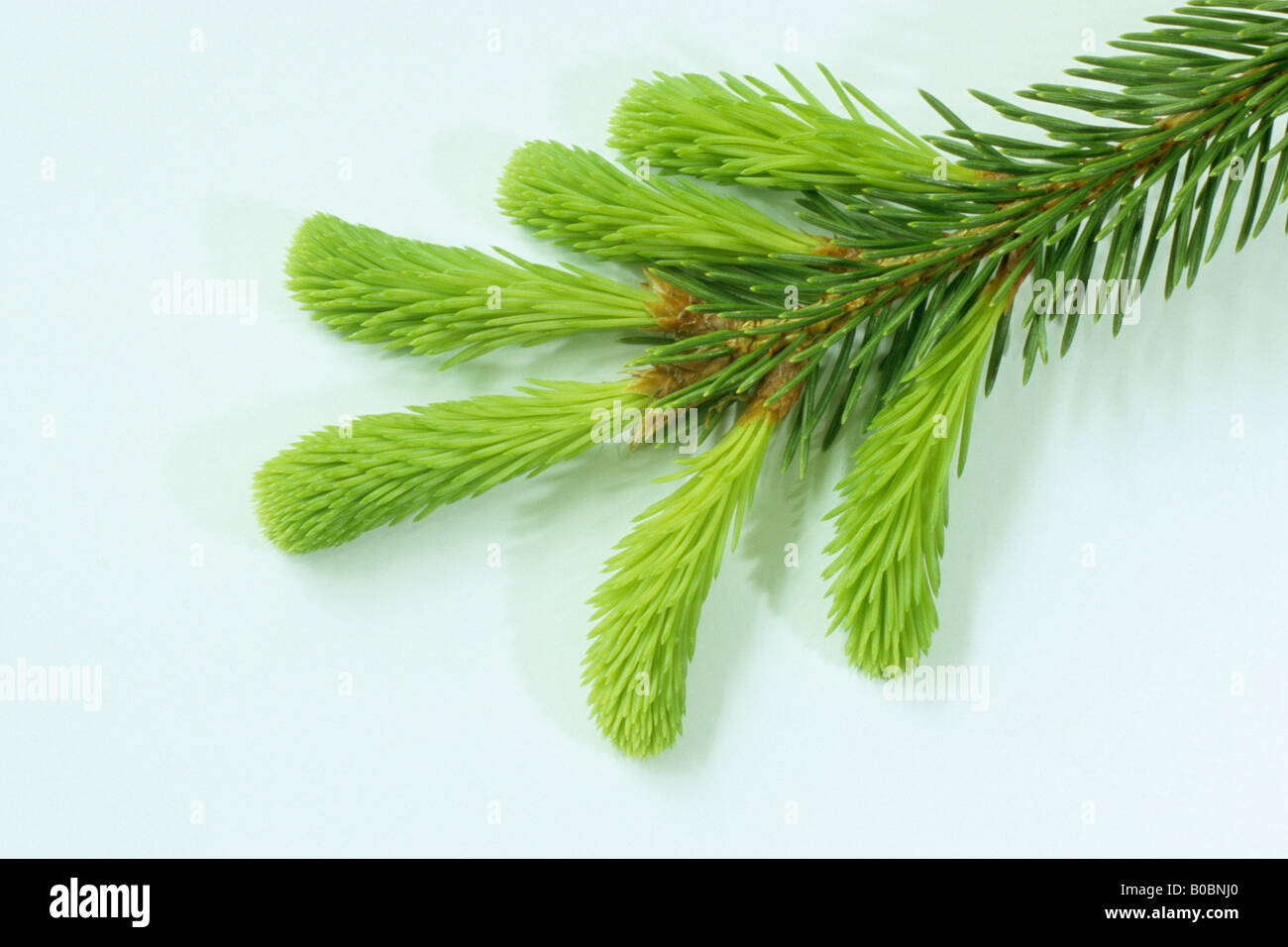 Twig shoots hi-res stock photography and images - Alamy