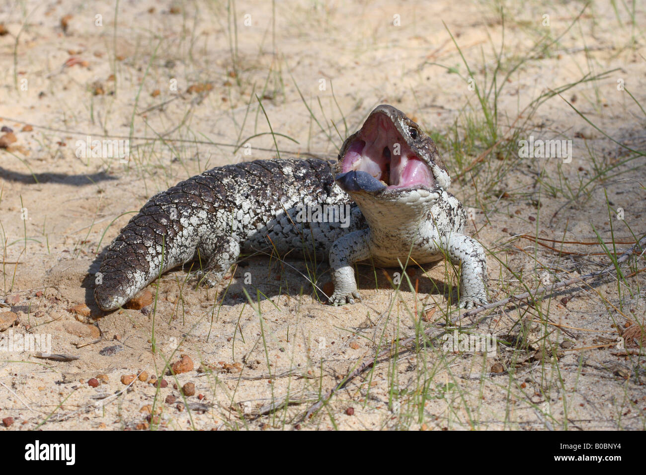 Stump tailed lizard hi-res stock photography and images - Alamy