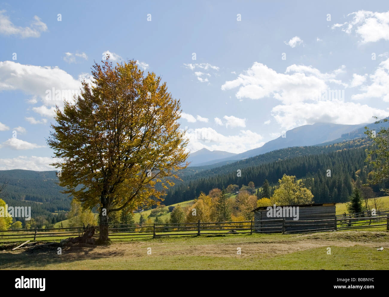 Autumn big beech tree Stock Photo - Alamy