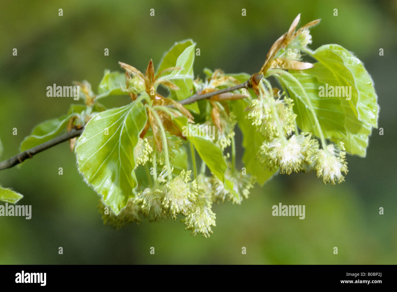 Common Beech (Fagus sylvatica), flowering twig with fresh leaves and ...