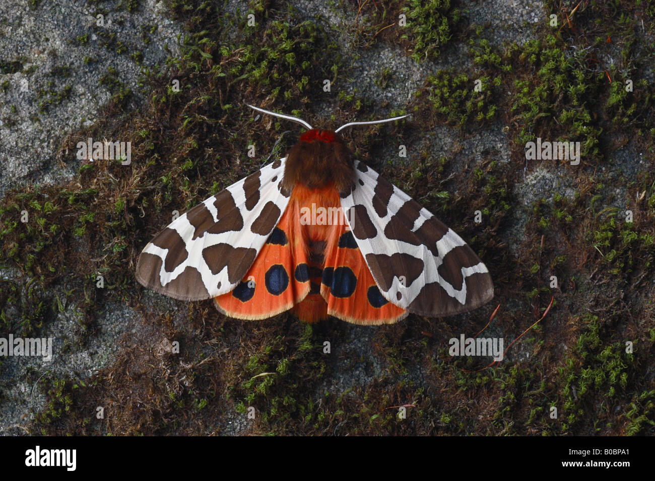 Garden Tiger 1 Stock Photo - Alamy
