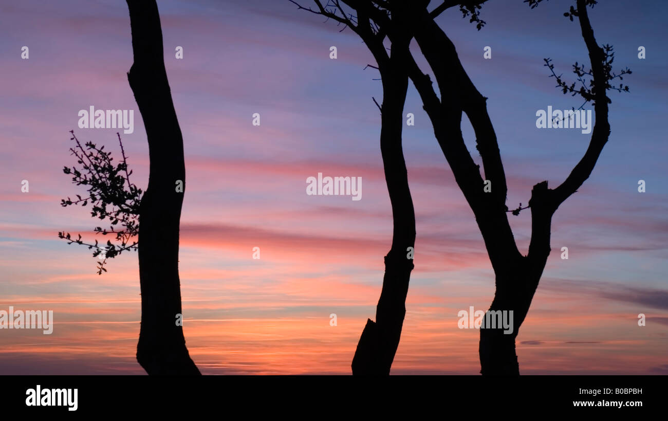 Dusk among trees Stock Photo - Alamy