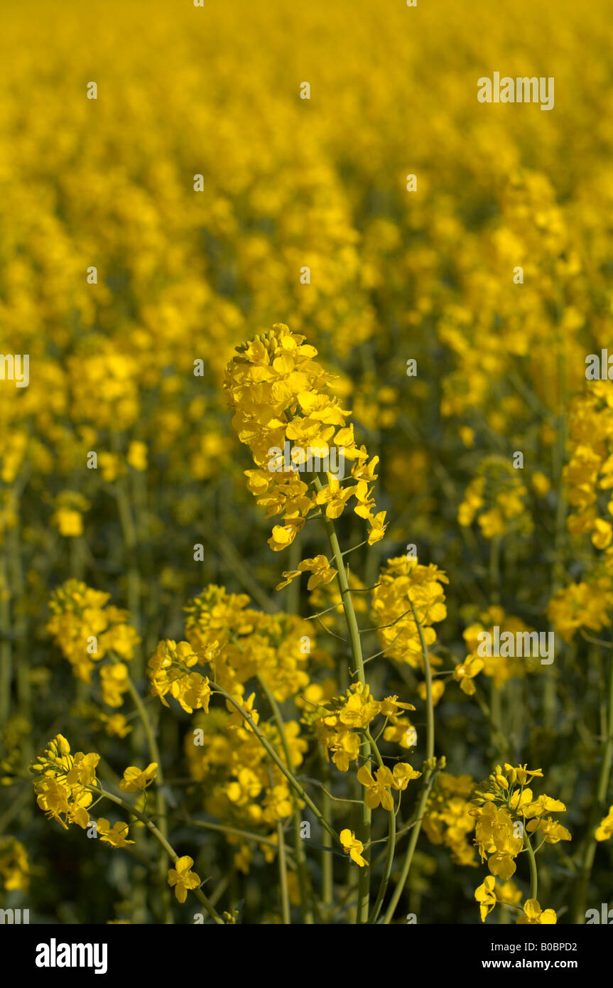 Oilseed rape flower Stock Photo - Alamy