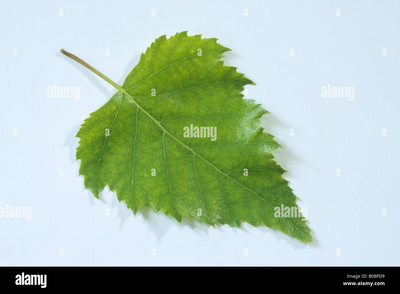 European White Birch, Silver Birch (Betula pendula, Betula verrucosa ...