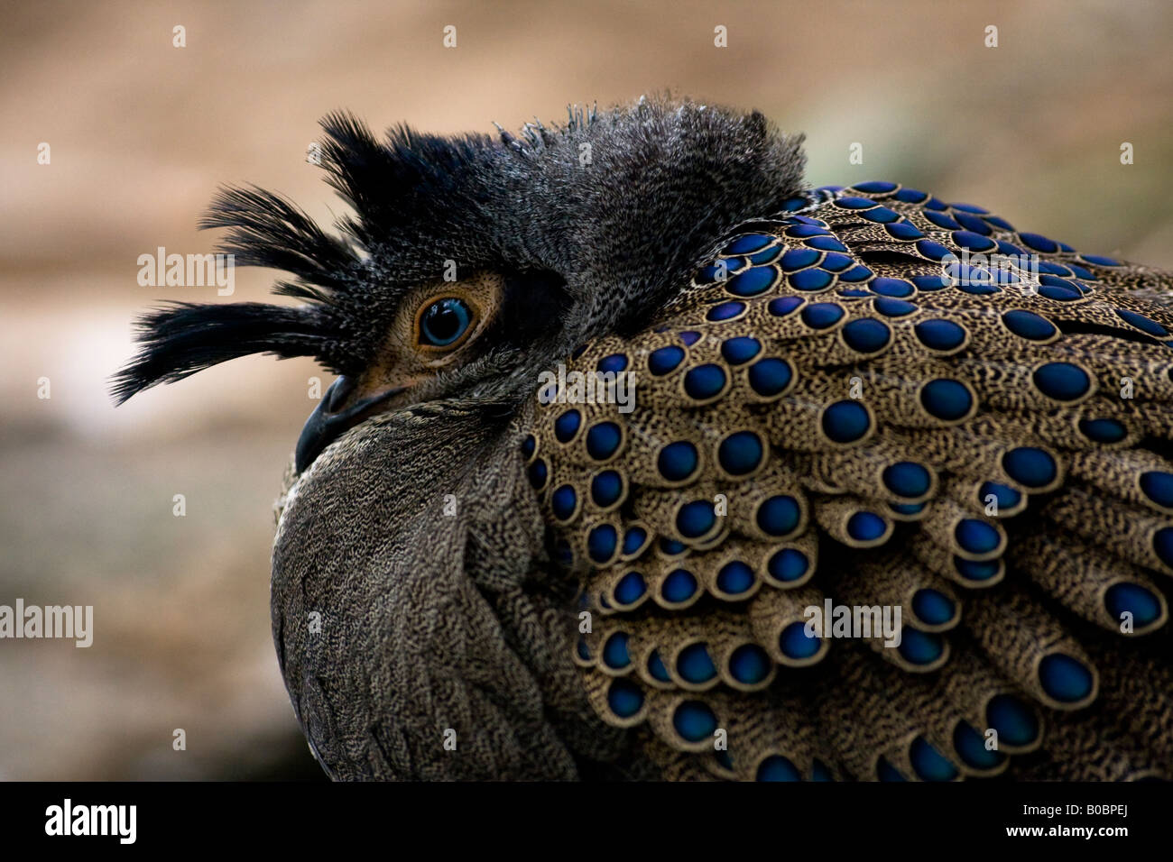 Beautiful blue plumed bird Stock Photo - Alamy