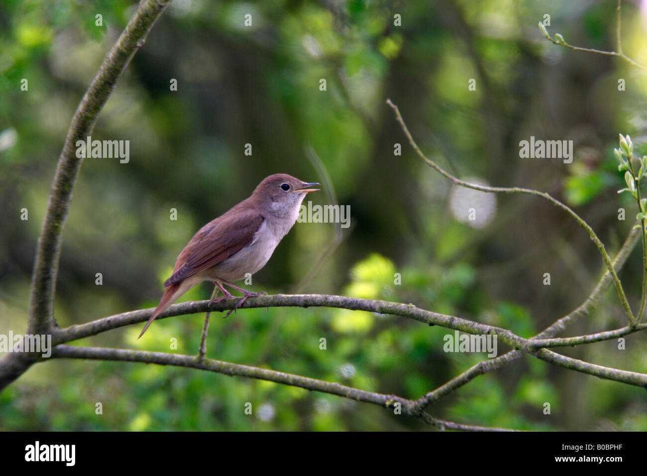 Singing nightingale hi-res stock photography and images - Alamy
