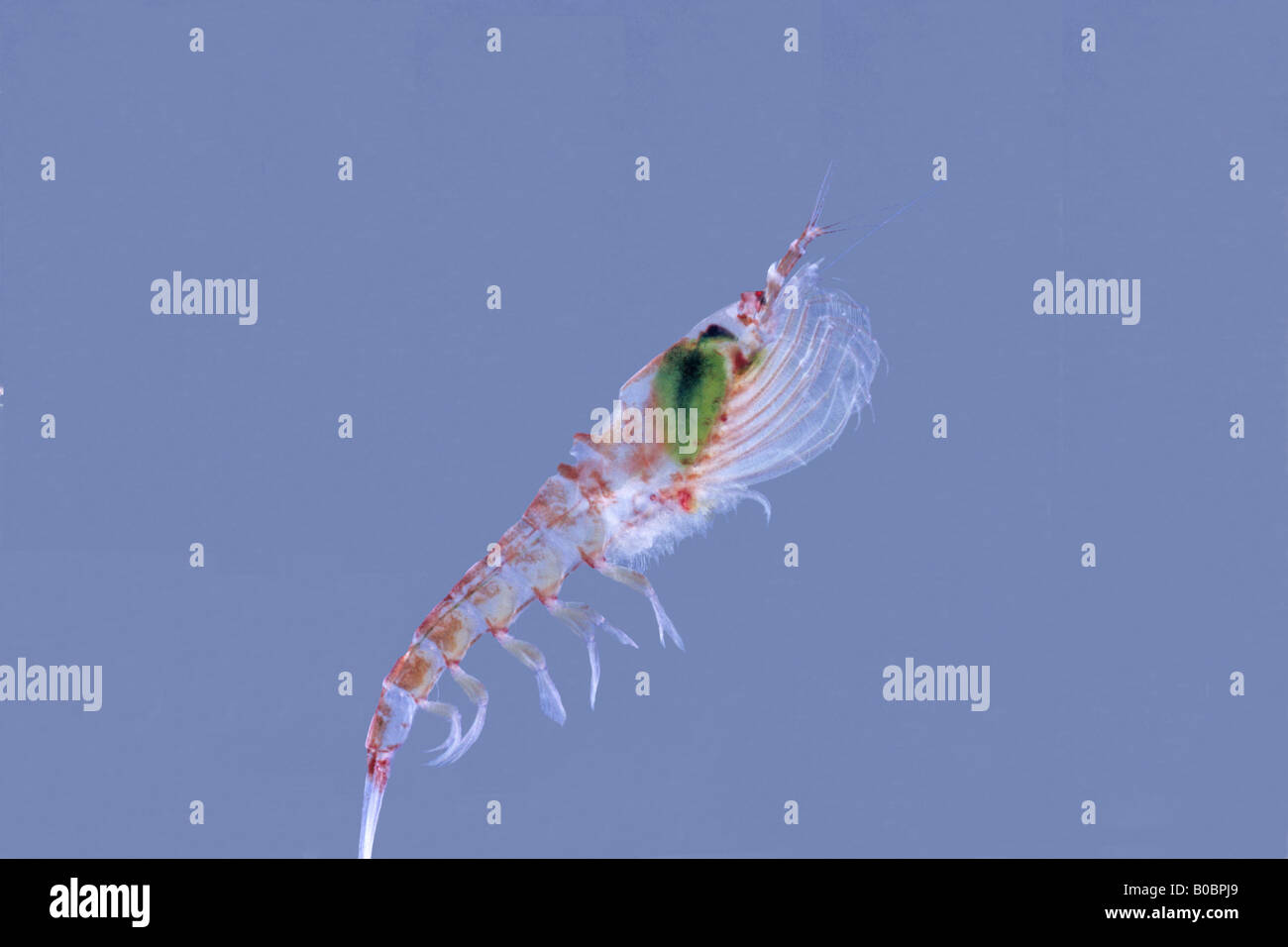 Giant Antarctic Amphipod (Eusirus sp.), up to 4 cm long Stock Photo - Alamy