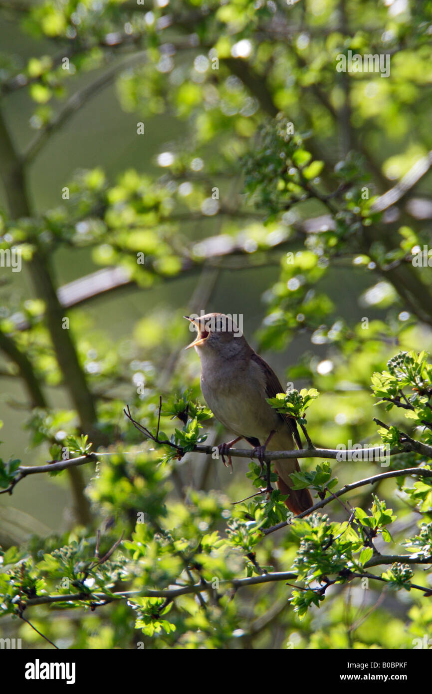 Nightingale Luscinia megarhynchos in bush singing Paxton Pits Cambs ...