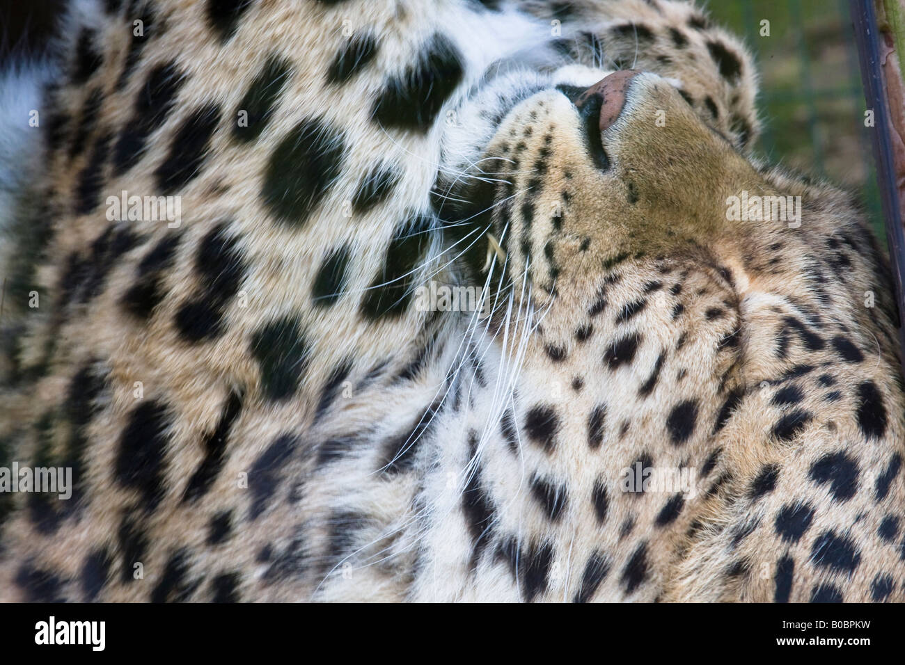 Clouded leopard spots hi-res stock photography and images - Alamy