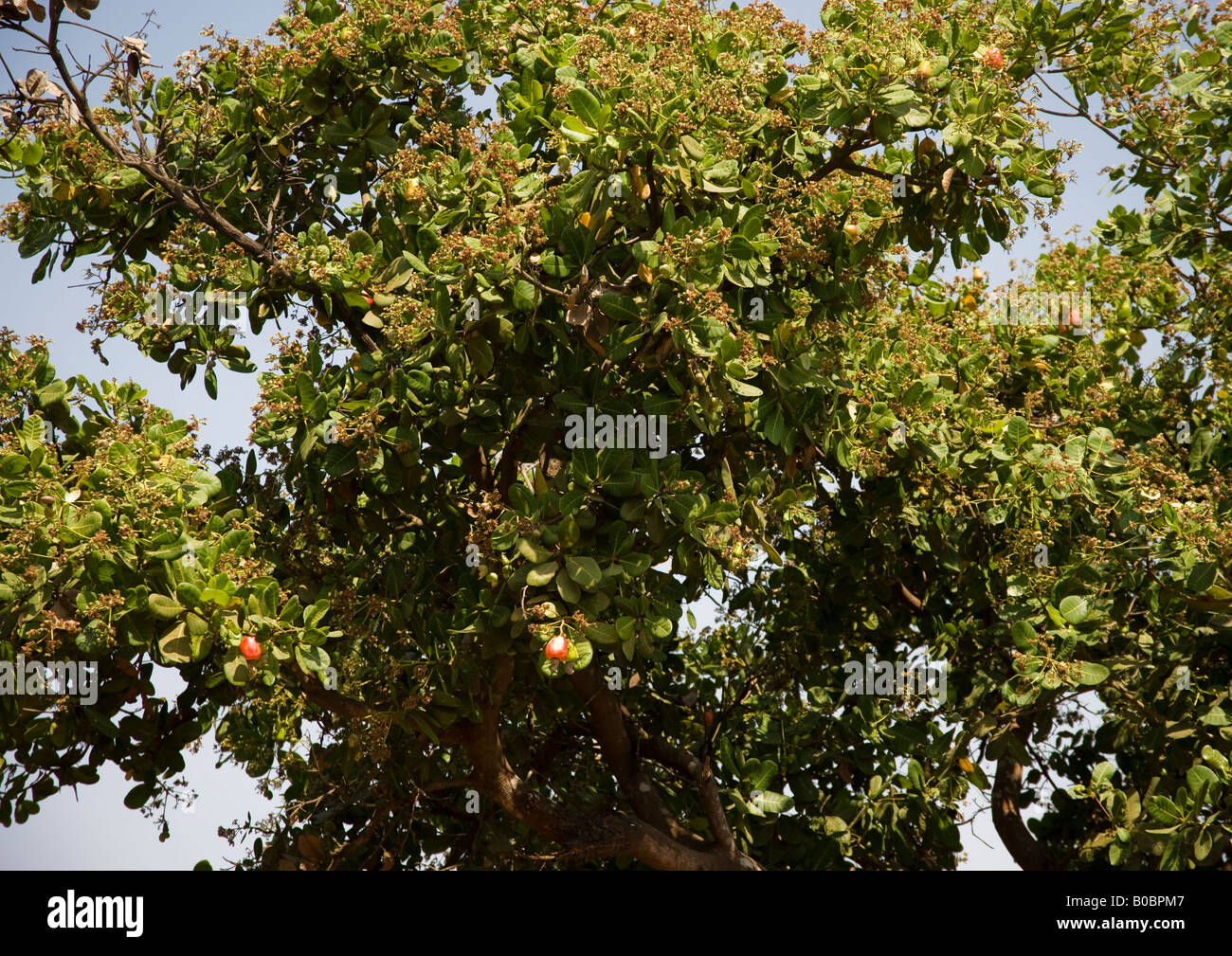 Cashew Apple Tree A Tree, B Leaf, C Tree With Fruits, D Fruits, E