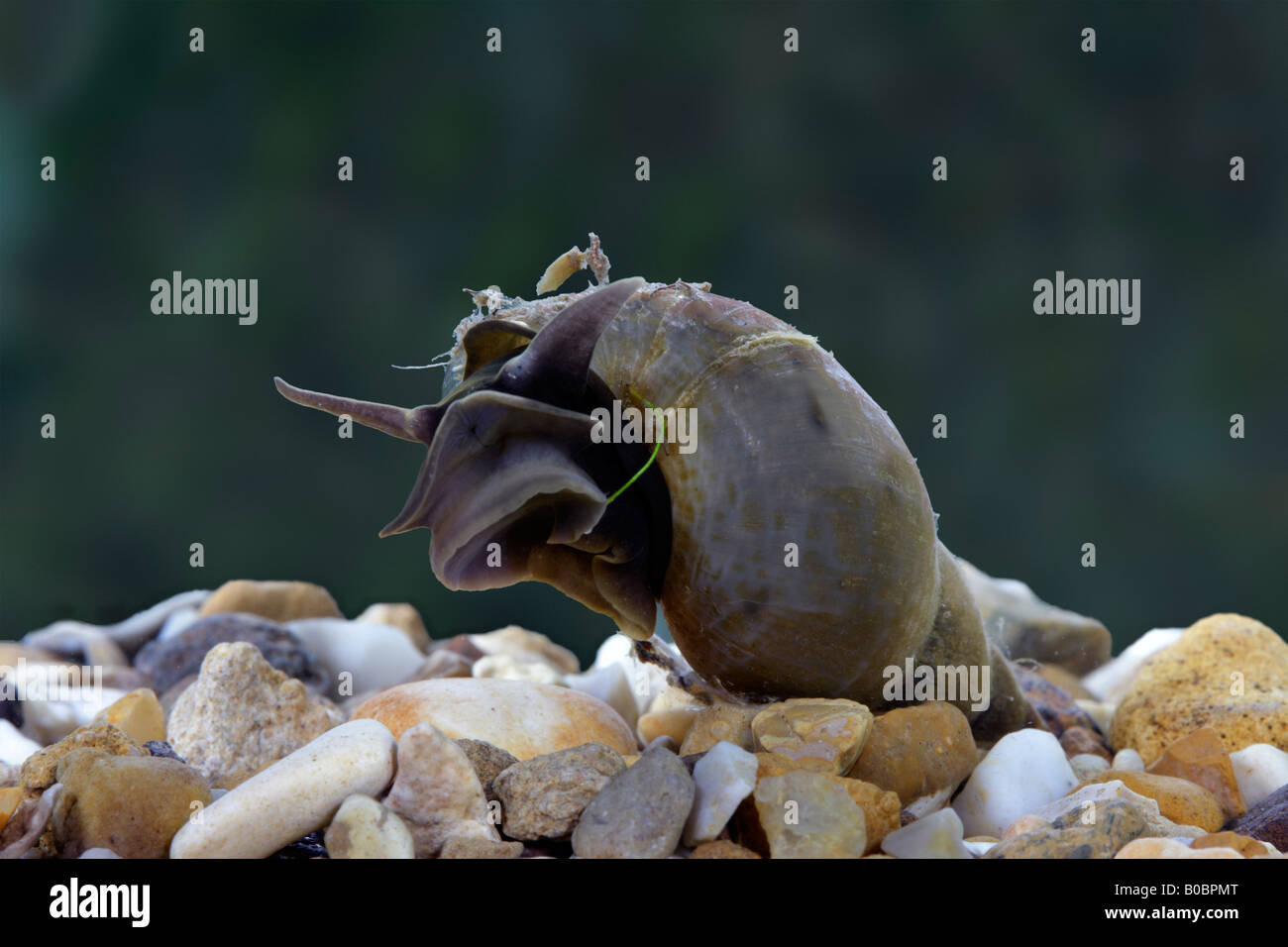 Great Pond Snail Lymnaea stagnalis Stock Photo - Alamy