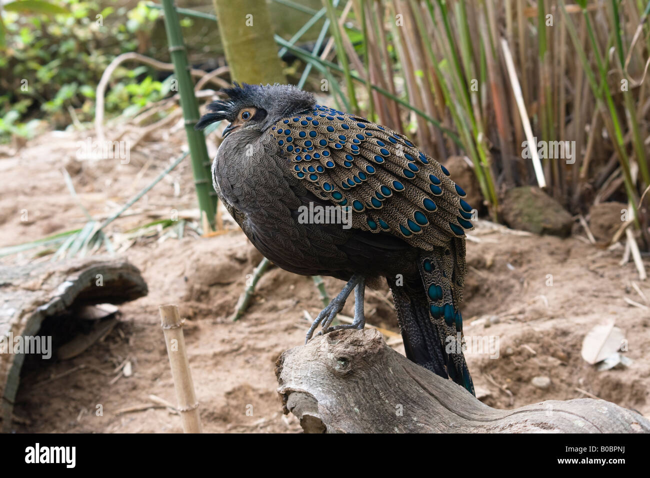 Beautiful blue plumed bird Stock Photo - Alamy