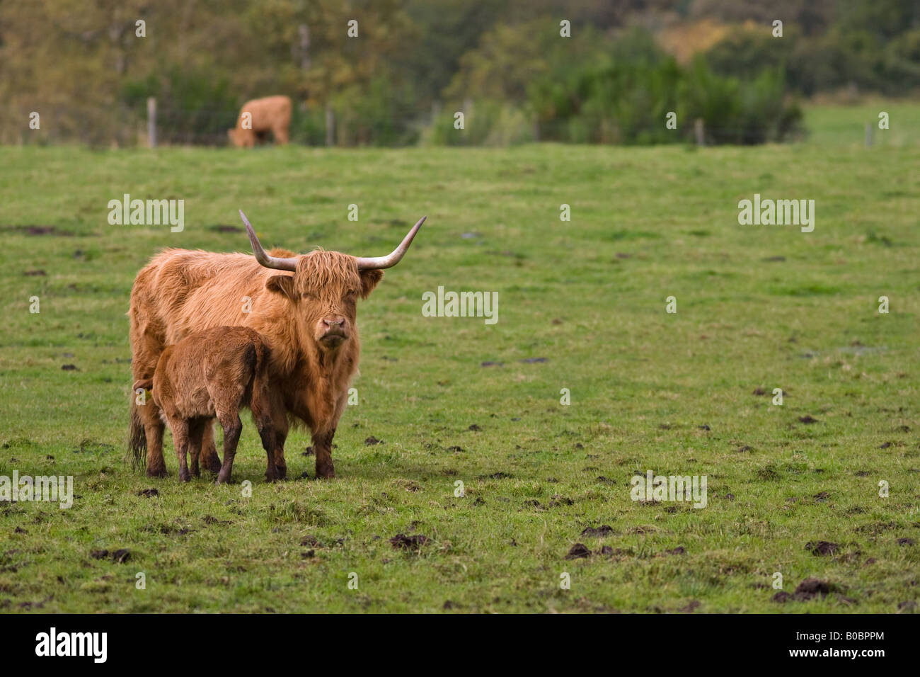 A herd of highland cattle in a scottish field Stock Photo - Alamy
