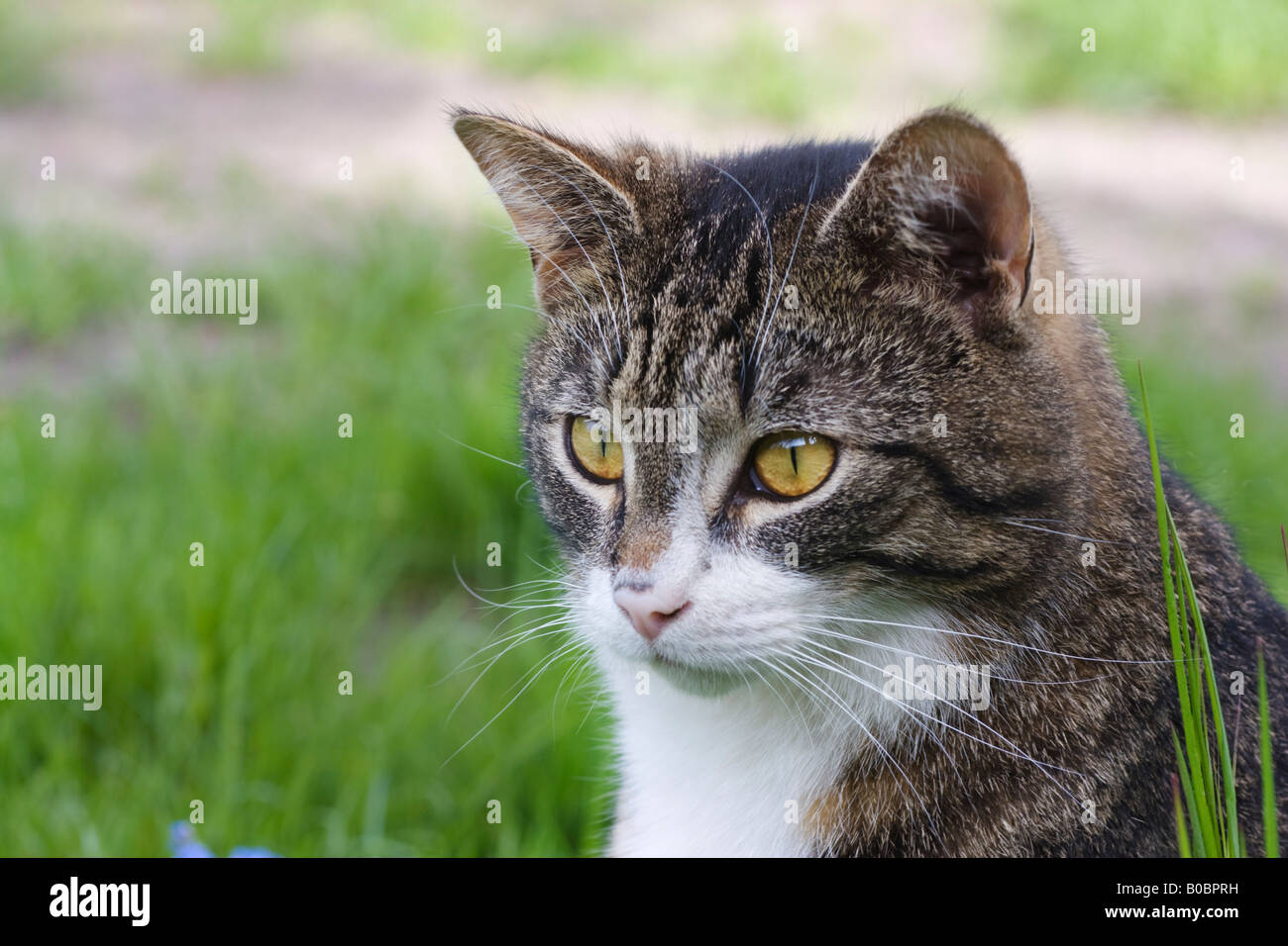 Portrait of a tabby cat Stock Photo - Alamy